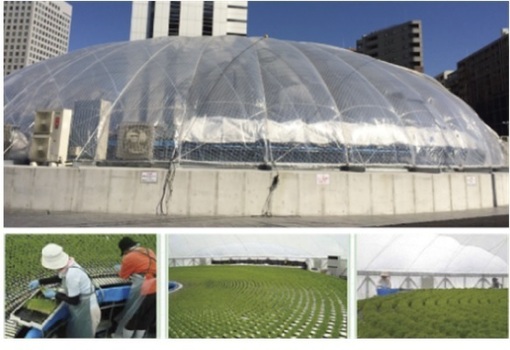 일본 스마트 농업